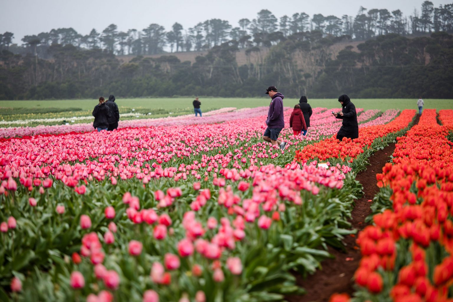 A Life Amongst the Tulips. Meet Tassie Tulip Farmer Dave Roberts ...